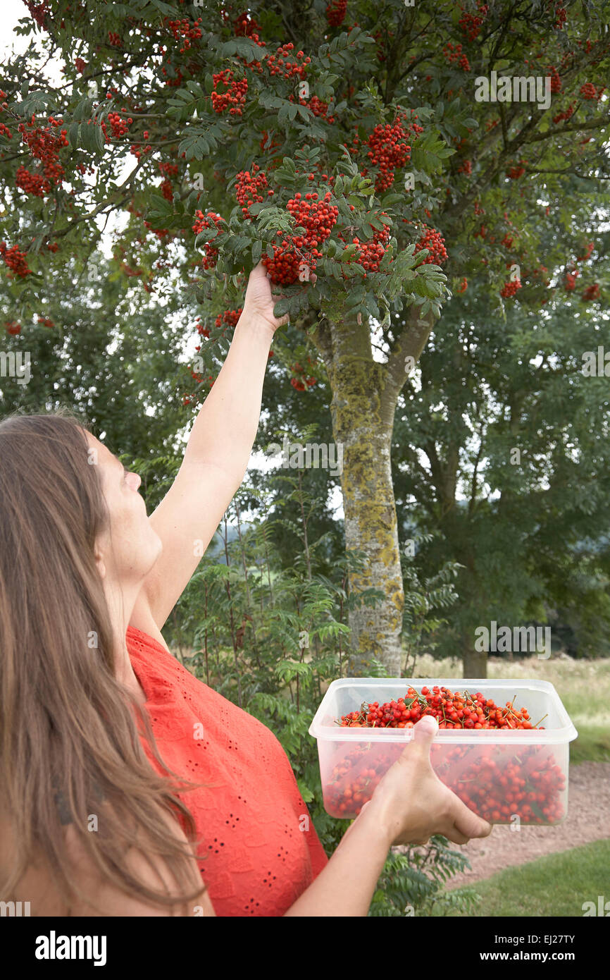 A Woman picking Rowan berries with the intention of making home-made ...