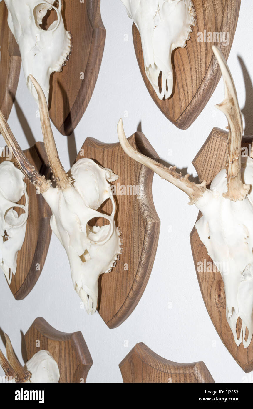 Deer skull antler on wall hi-res stock photography and images - Alamy