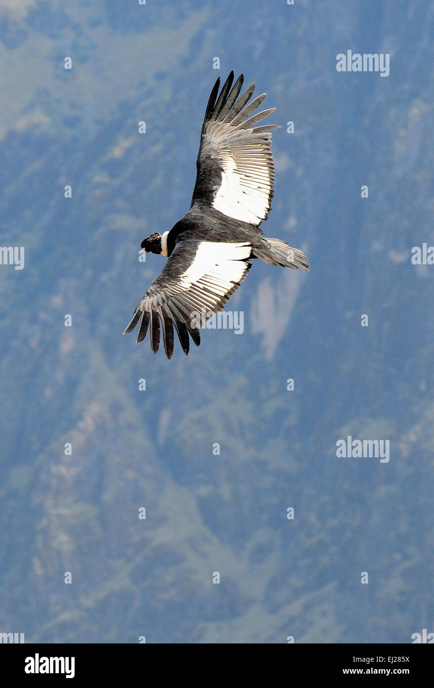 Peru, Arequipa Province, Colca Canyon, the Condor's Cross (Cruz del ...