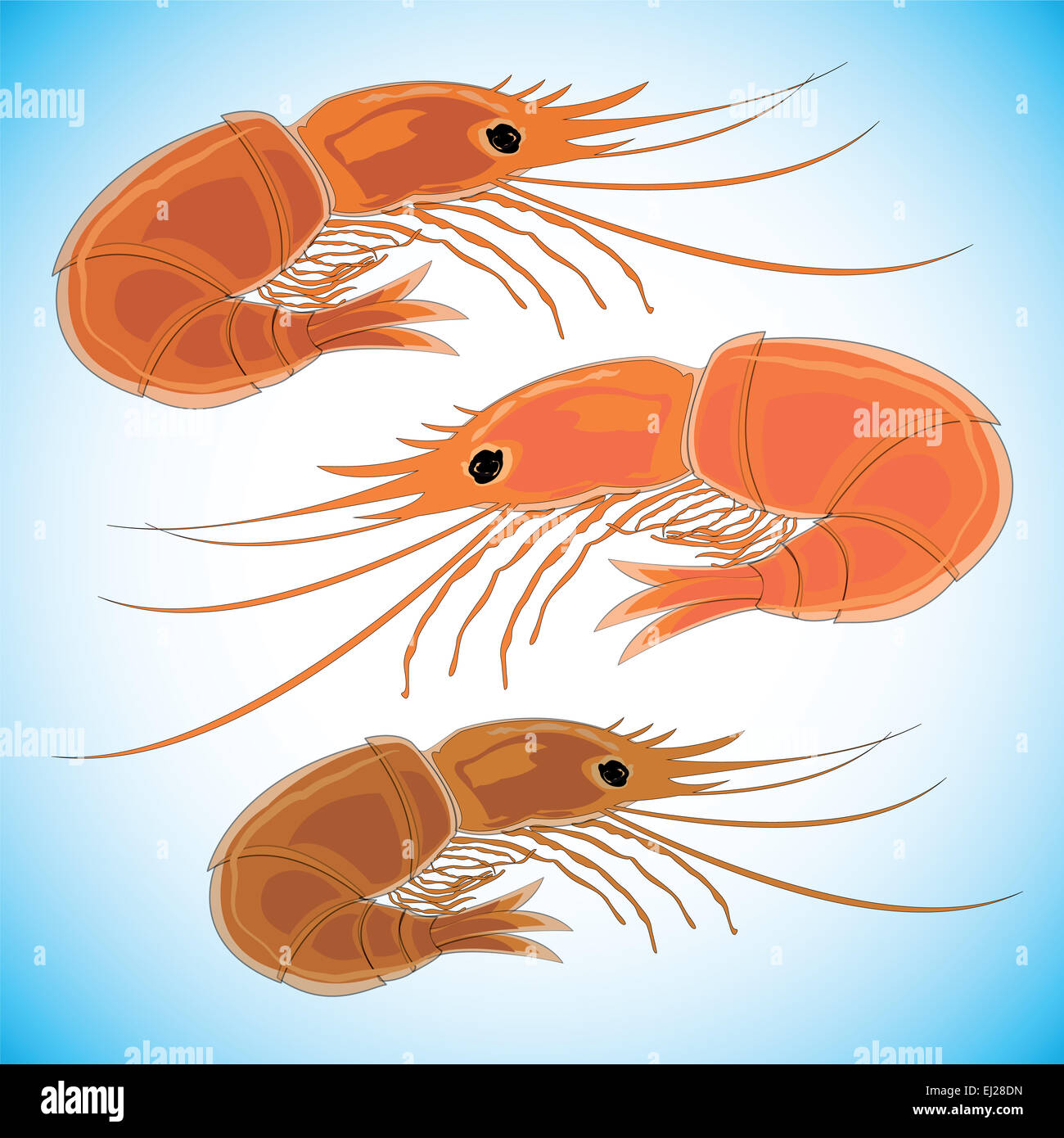 Three prepared shrimps on colorful background Stock Photo - Alamy