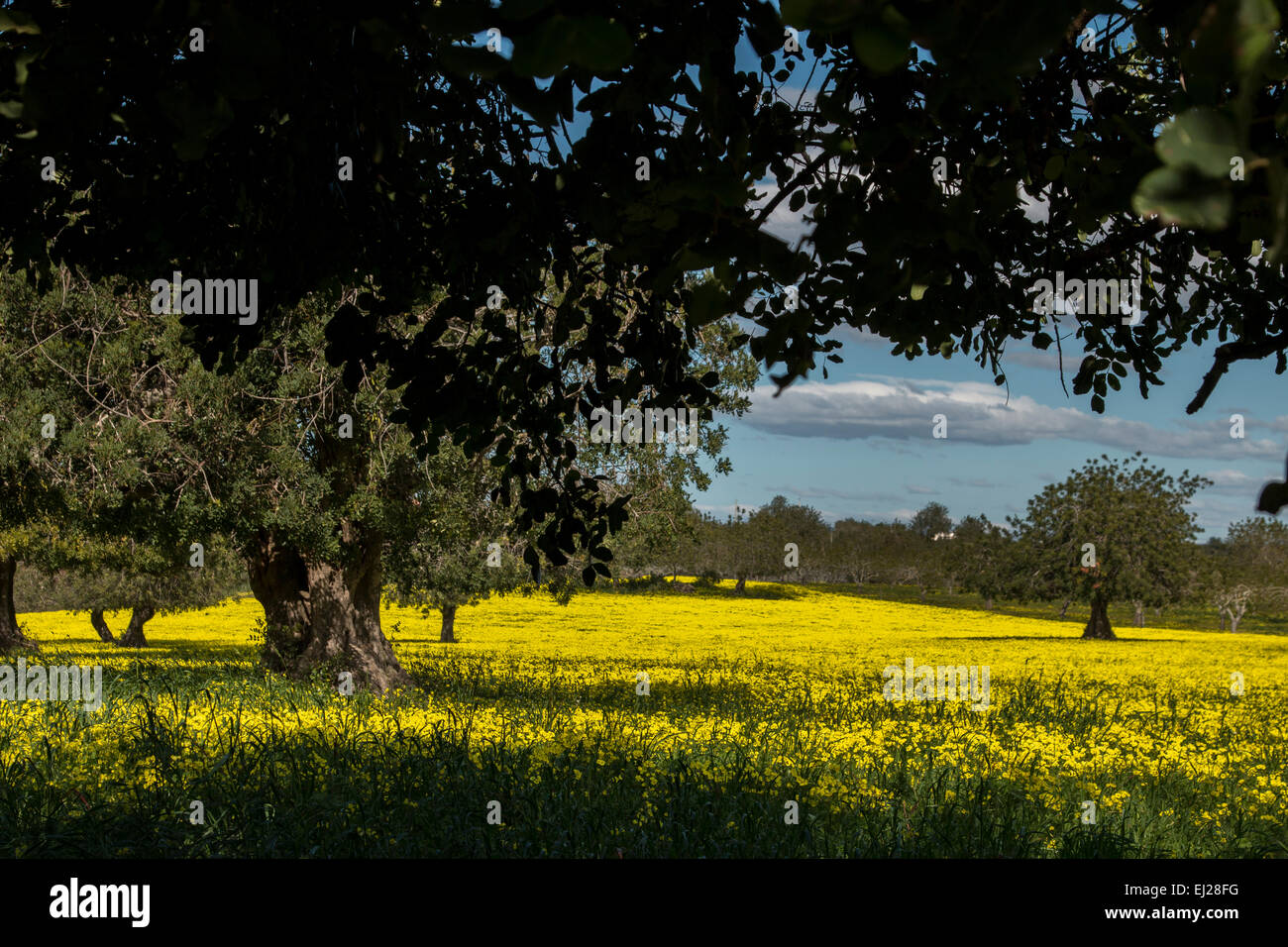 Carob tree portugal hi-res stock photography and images - Alamy
