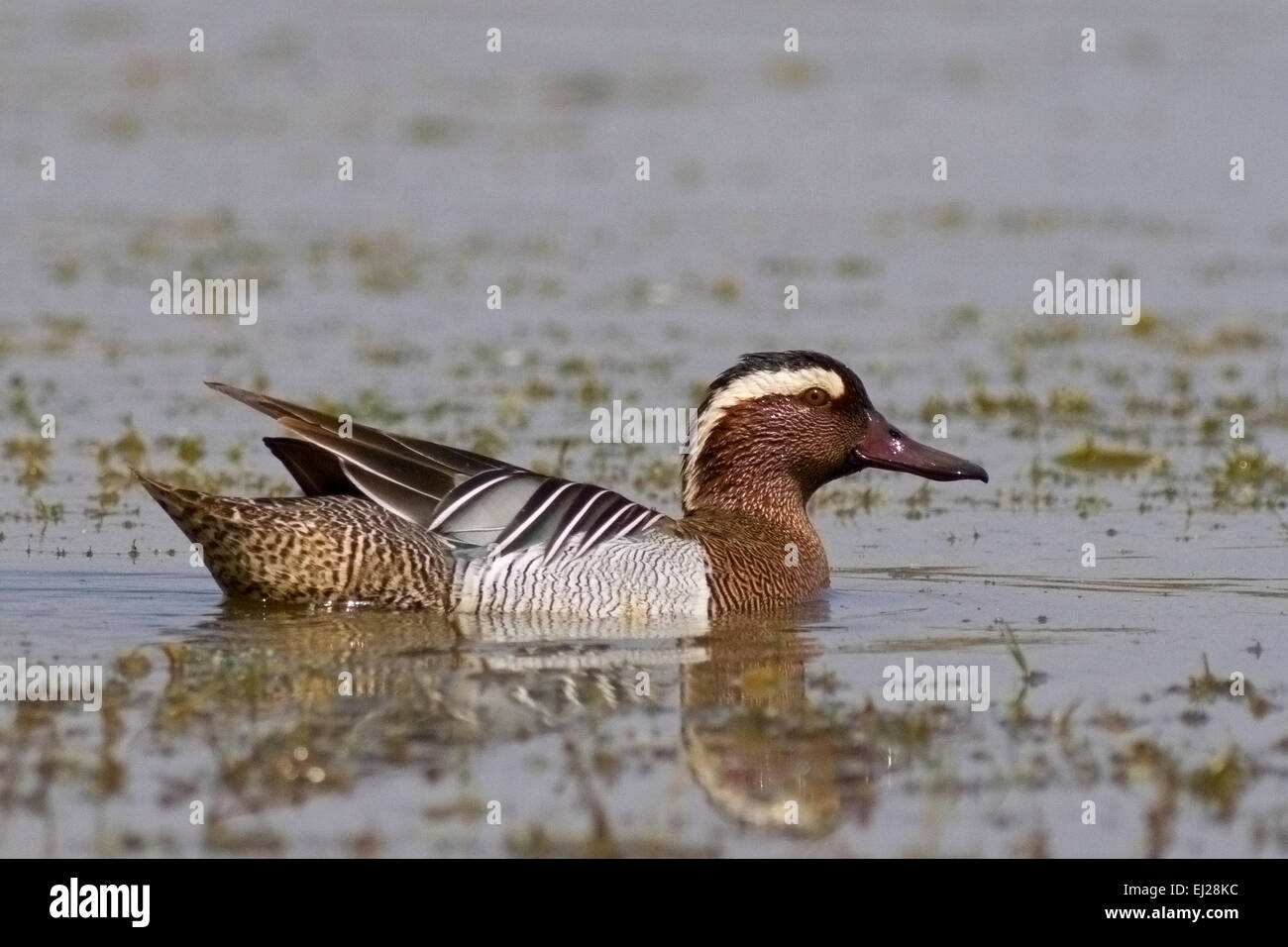 Garganey (Spatula querquedula Stock Photo - Alamy