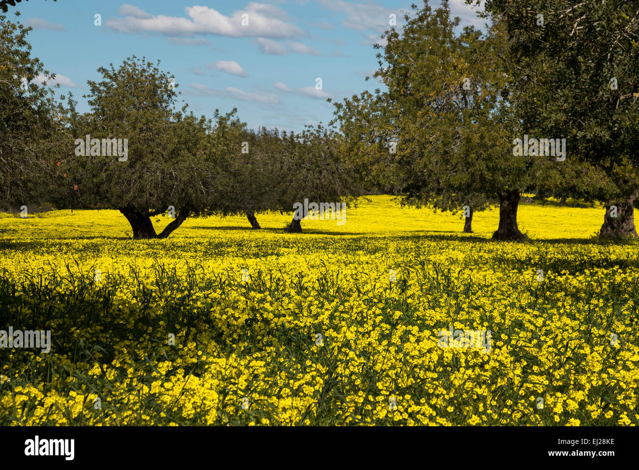 View of an carob tree orchard in a field of yellow flowers in the ...