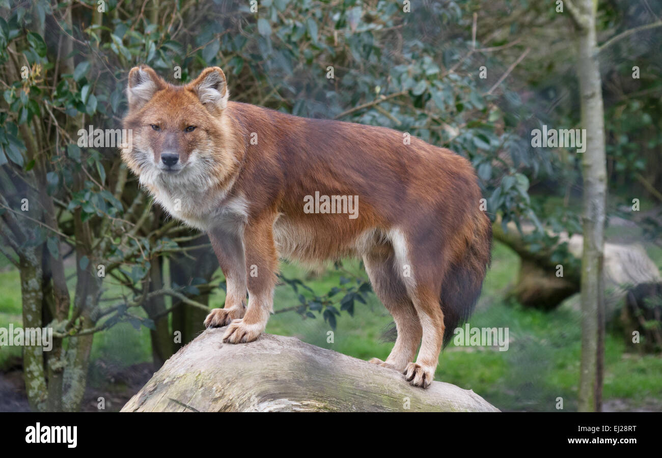 Dhole Vs Wolf