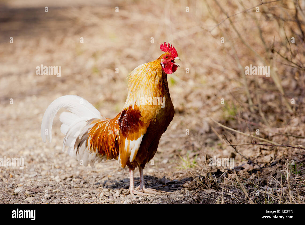 Crowing rooster on farm Stock Photo - Alamy