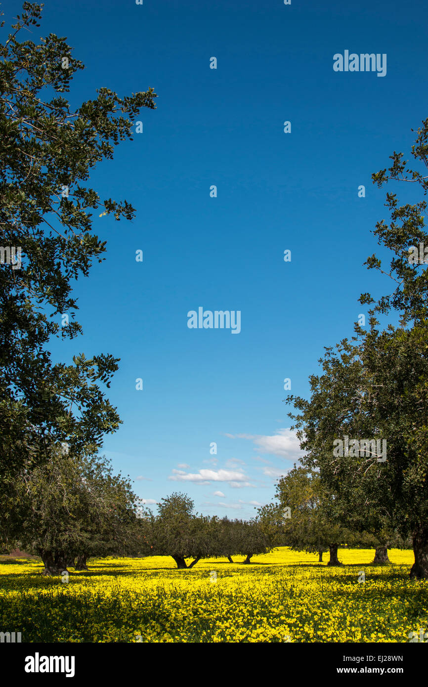 Carob tree portugal hi-res stock photography and images - Alamy