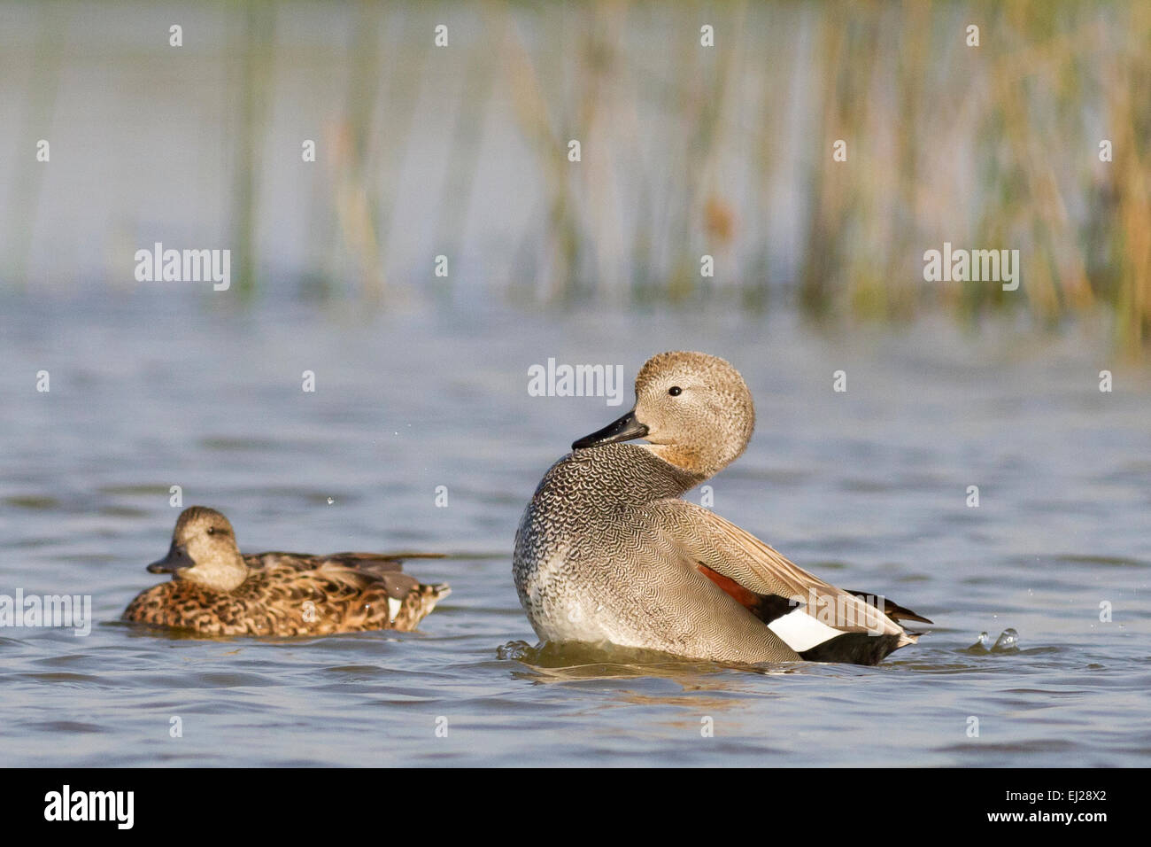Male and female gadwall ducks hi-res stock photography and images - Alamy