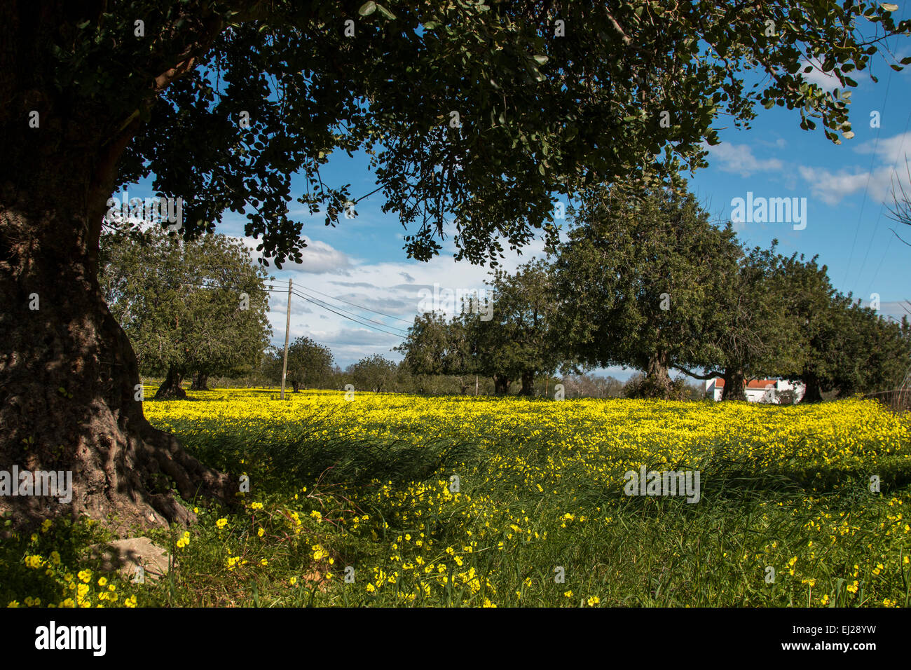 View of an carob tree orchard in a field of yellow flowers in the ...