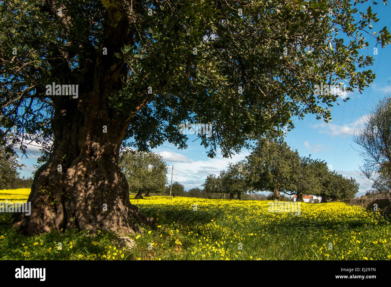 Carob tree portugal hi-res stock photography and images - Alamy