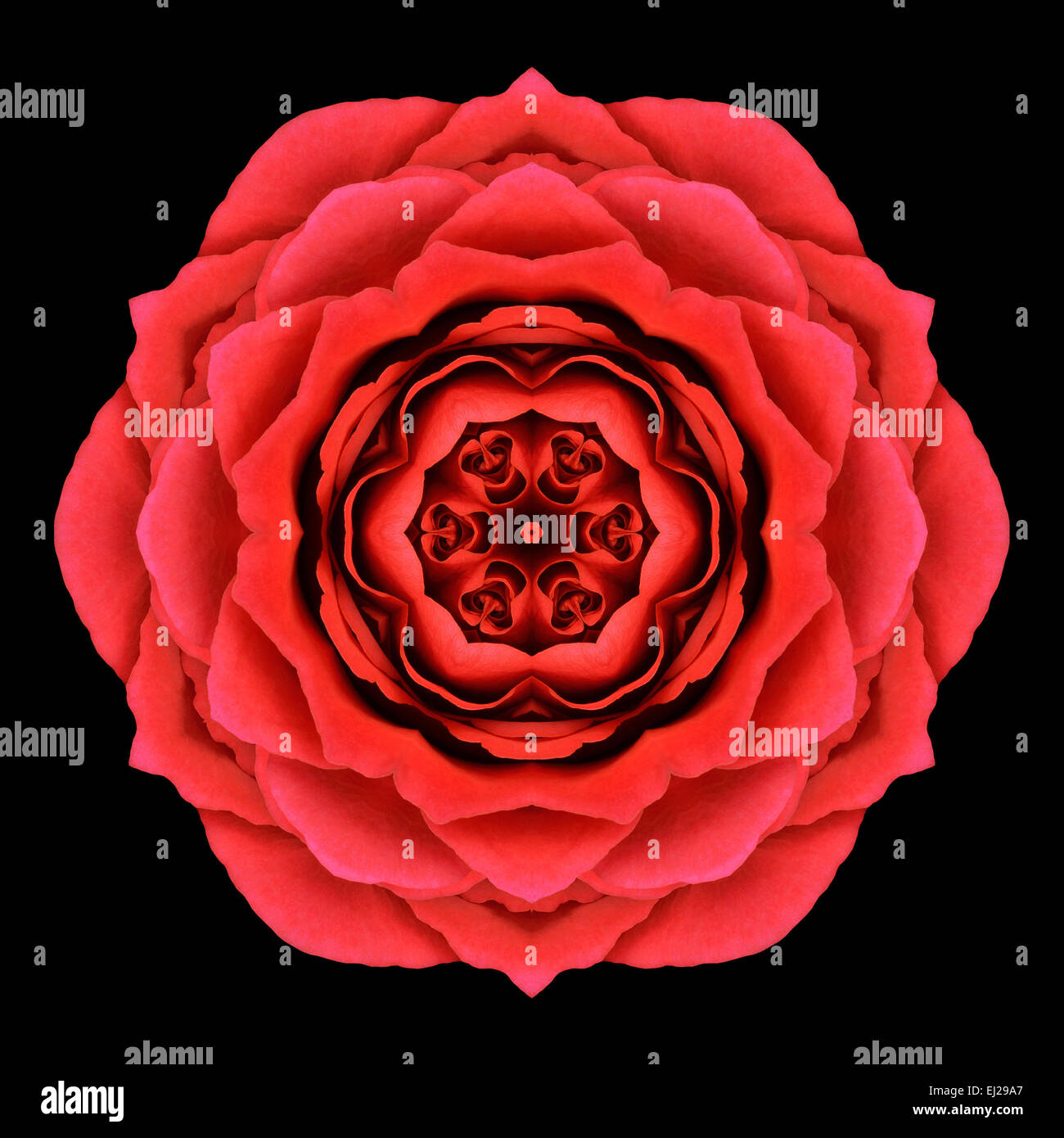 Red Flower Mandala. Kaleidoscopic design Isolated on Black Background ...