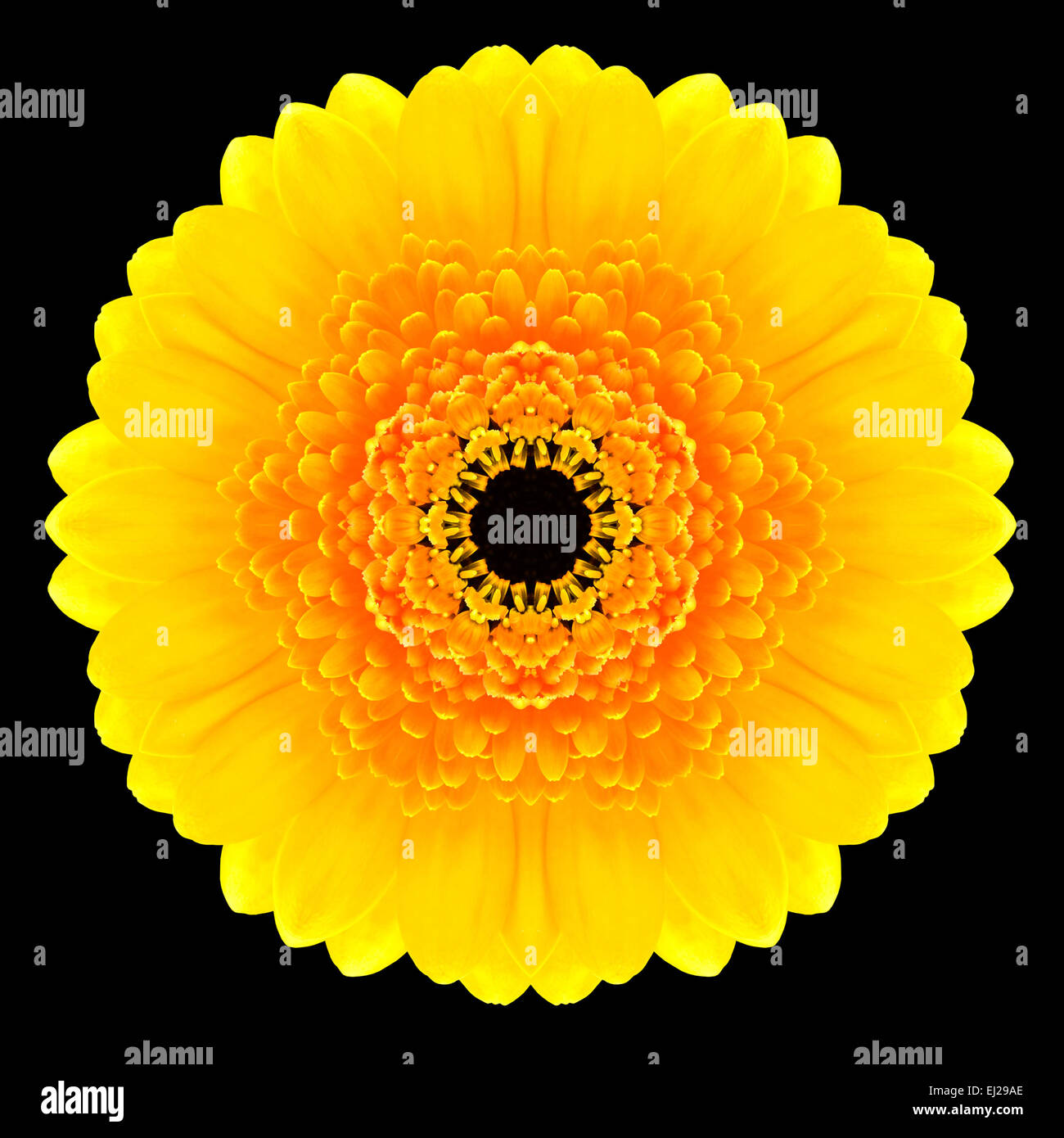 Yellow Flower Mandala. Kaleidoscopic design Isolated on Black ...