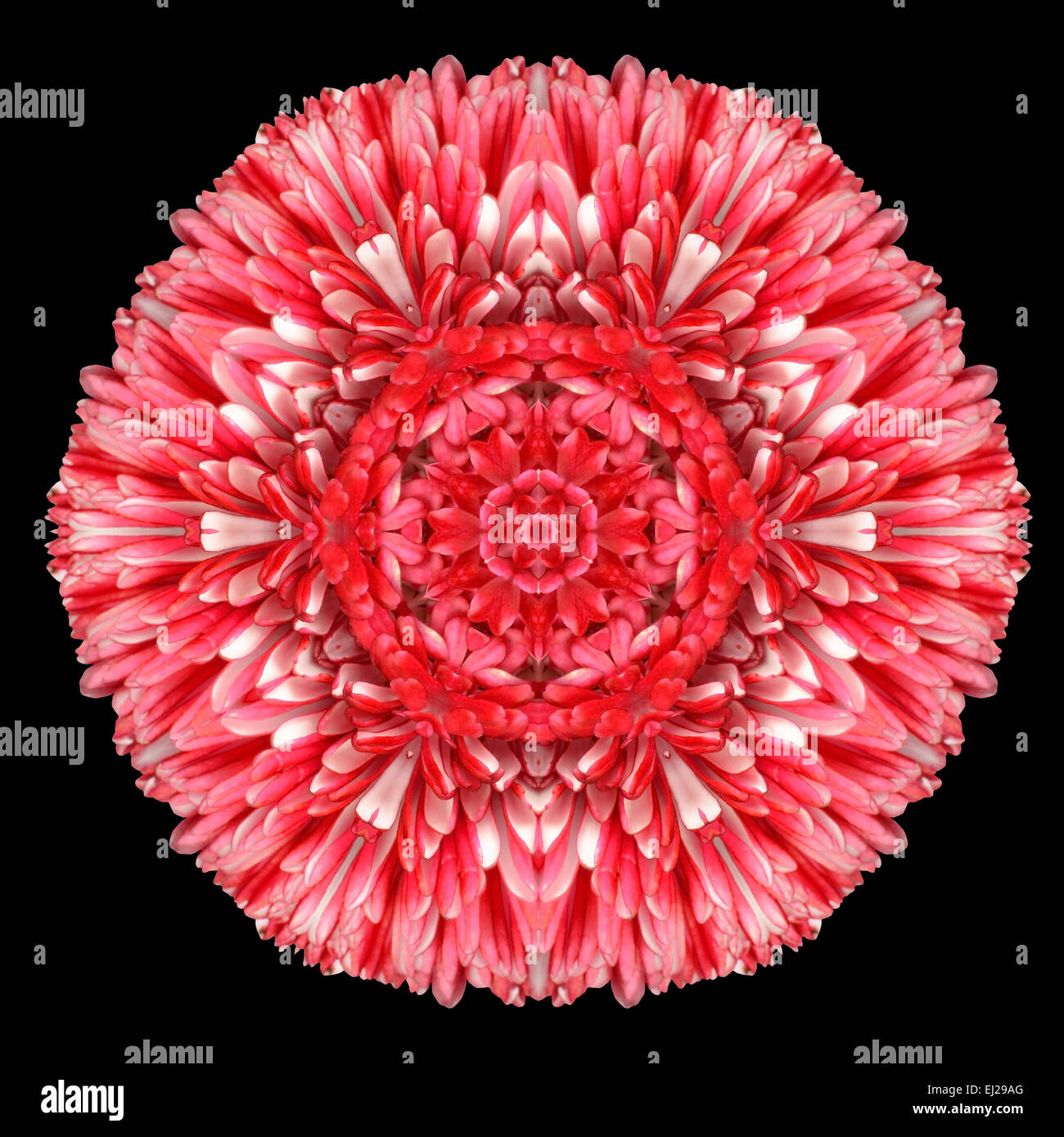 Red Flower Mandala. Kaleidoscopic design Isolated on Black Background ...