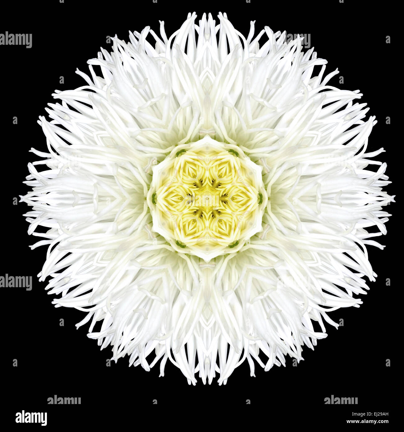 White Flower Mandala. Kaleidoscopic design Isolated on Black Background ...