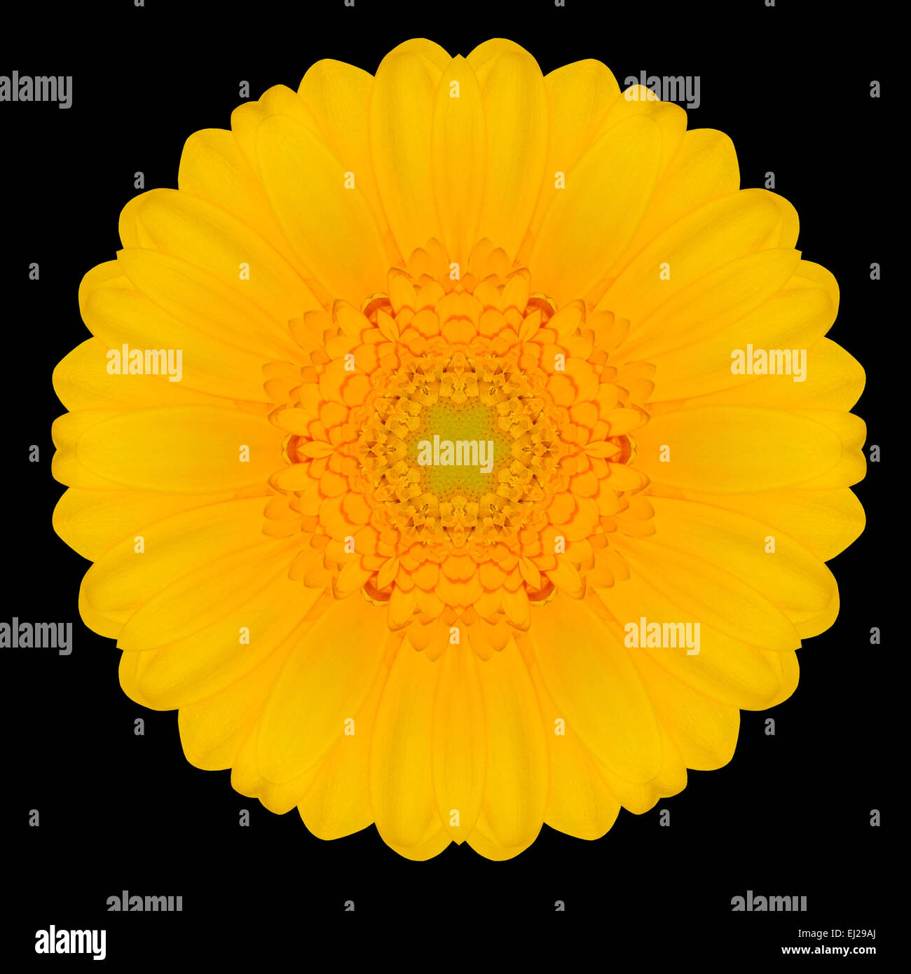 Yellow Flower Mandala. Kaleidoscopic design Isolated on Black ...