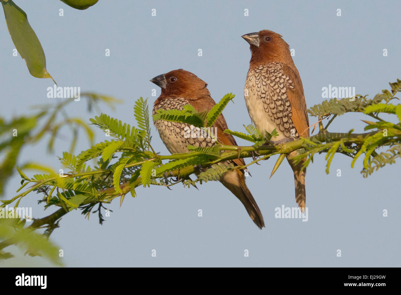 Scaly-breasted Munia (Lonchura punctulata Stock Photo - Alamy
