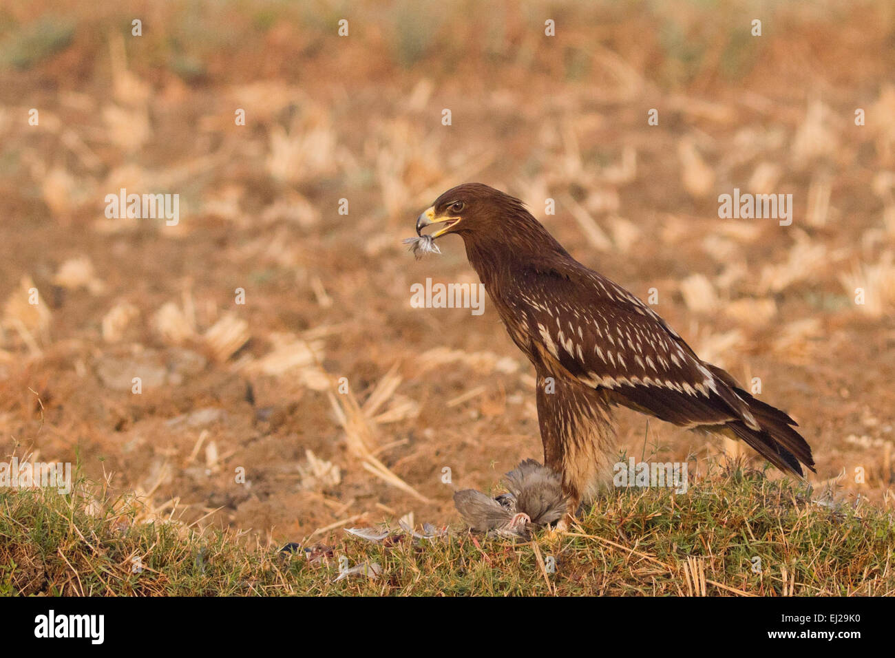 Greater Spotted Eagle feeding (Aquila clanga Stock Photo - Alamy