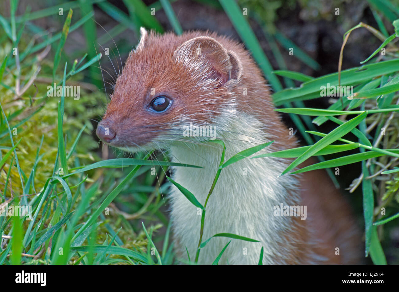 STOAT, Mustela Erminea, Surrey; England Stock Photo - Alamy