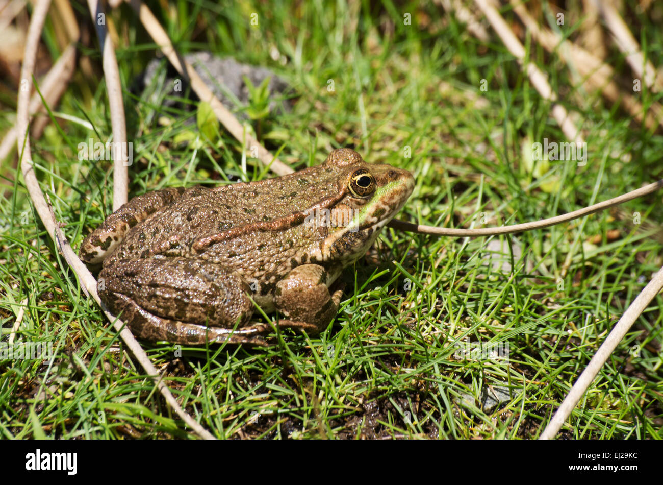 MARSH FROG, Rana Ridibunda, Surrey; England Stock Photo - Alamy