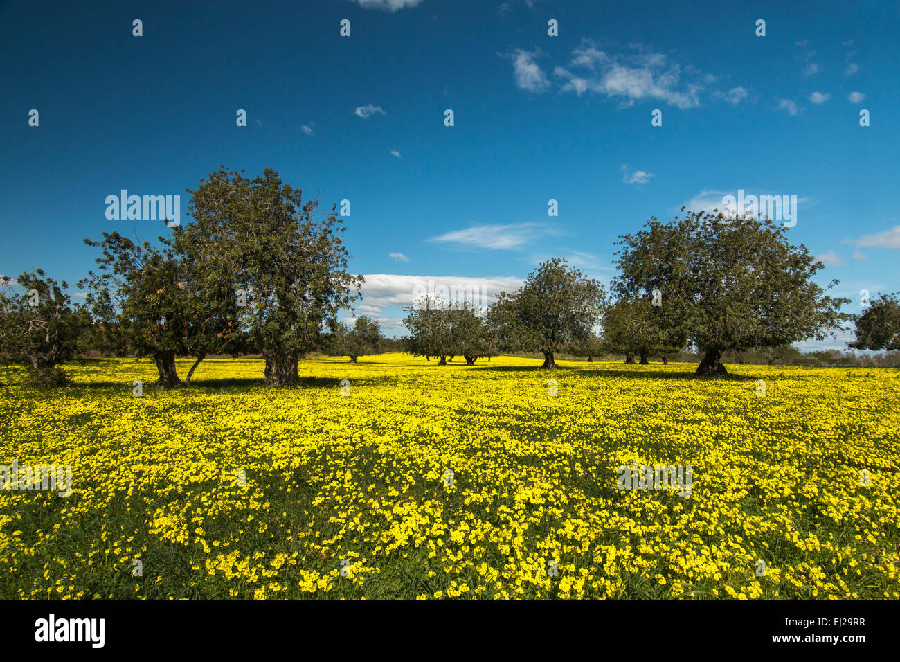 Flowers of the carob tree hi-res stock photography and images - Alamy