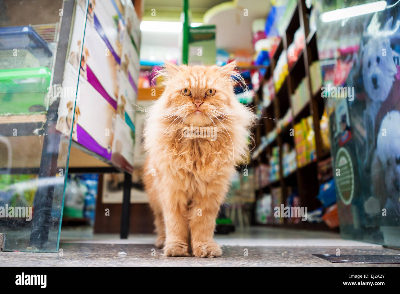 Portrait of big cat in front of animal shop Stock Photo - Alamy