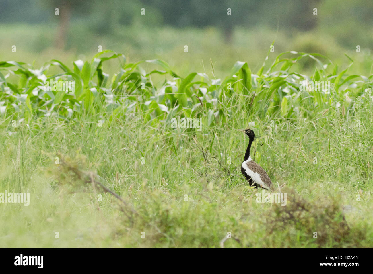Lesser Florican (Sypheotides indicus Stock Photo - Alamy