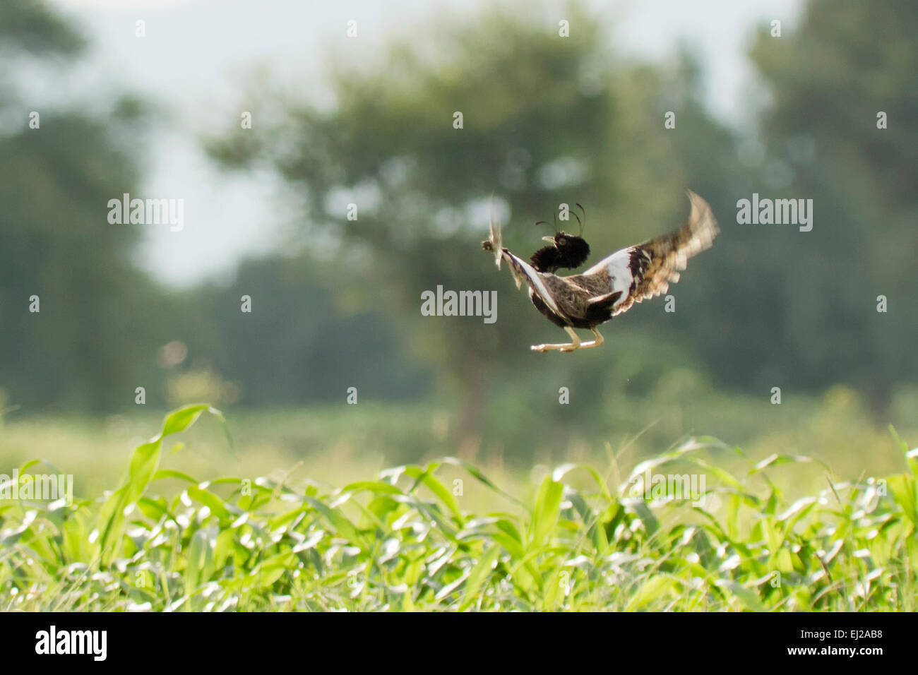 Breeding display courtship india hi-res stock photography and images ...