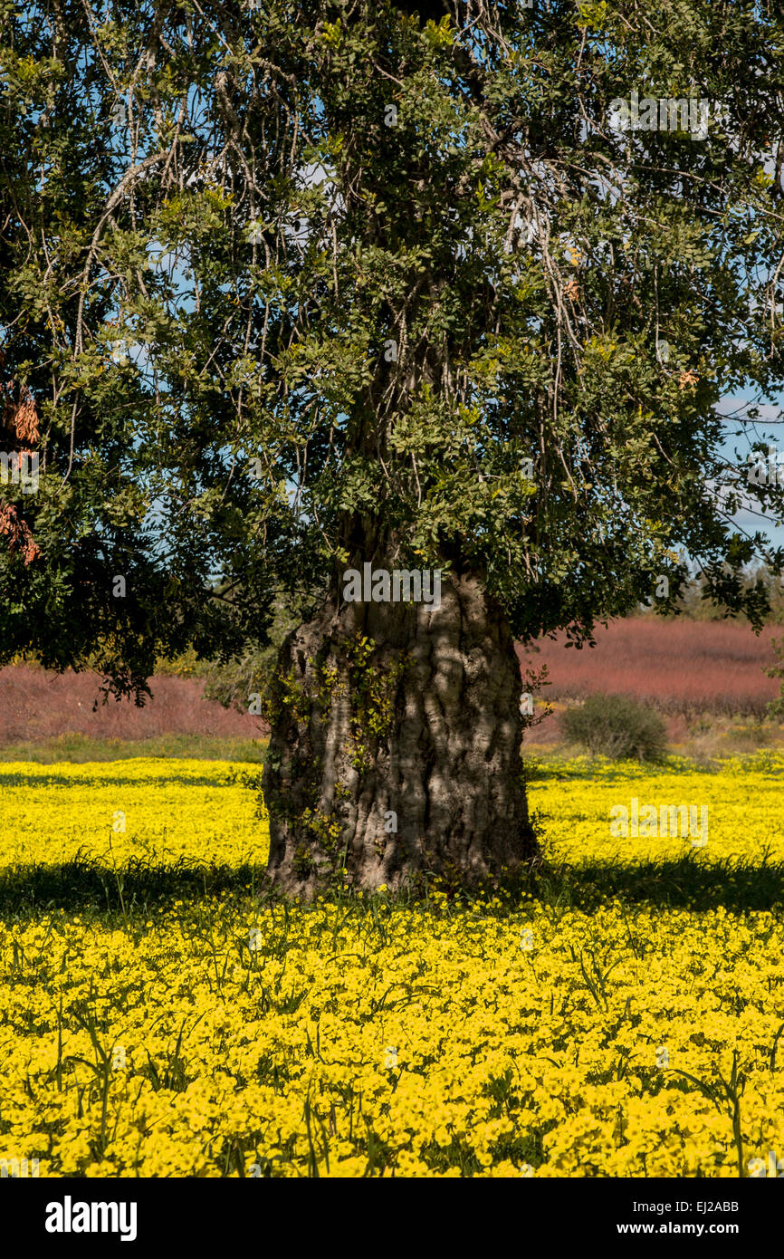 View of an carob tree orchard in a field of yellow flowers in the ...