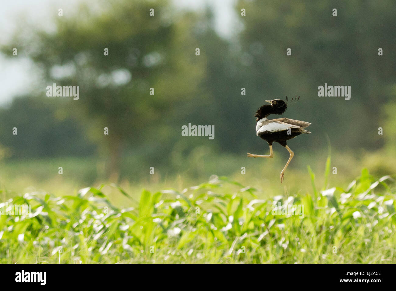 Lesser florican hi-res stock photography and images - Alamy