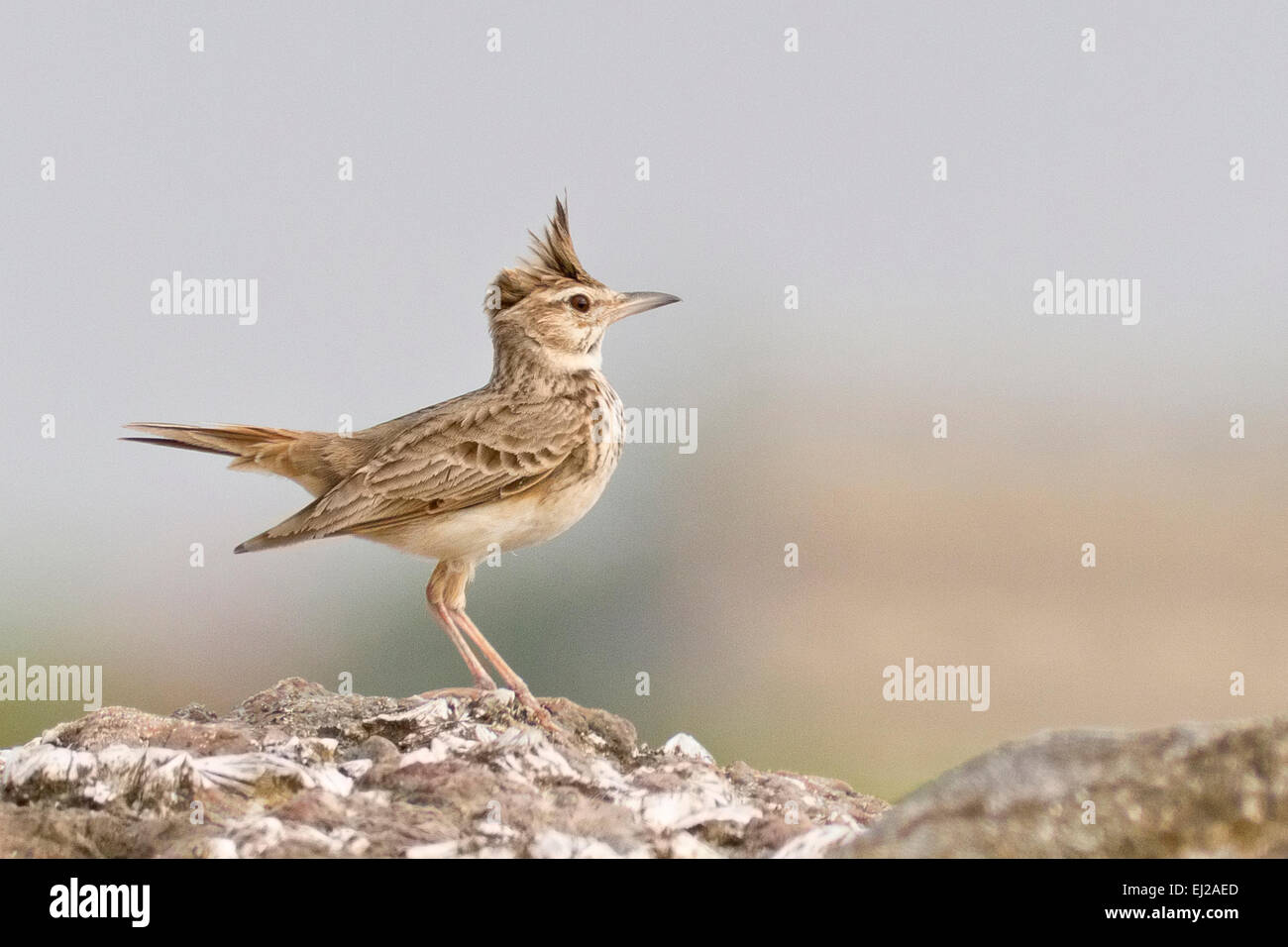Crested Lark (Galerida cristata Stock Photo - Alamy