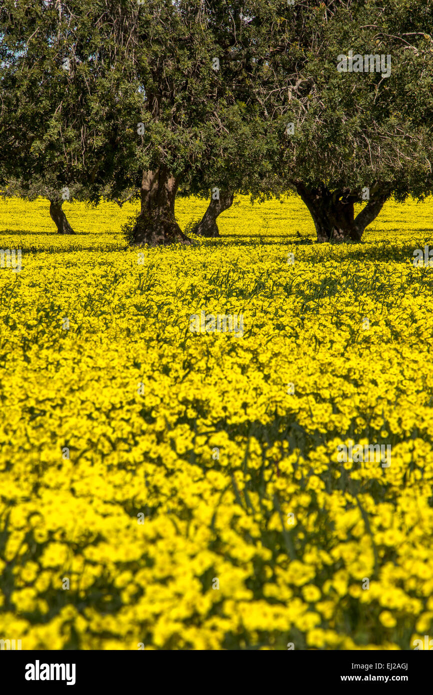 View of an carob tree orchard in a field of yellow flowers in the ...