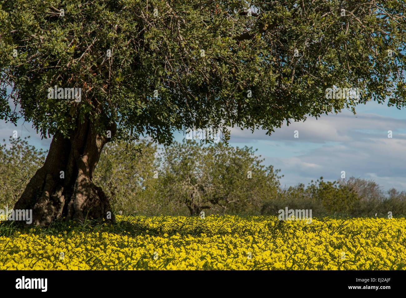 View of an carob tree orchard in a field of yellow flowers in the ...