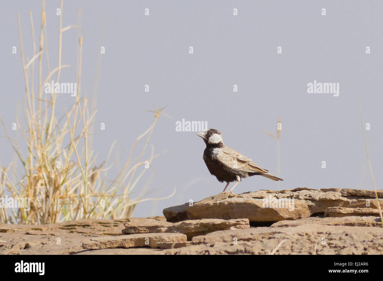 Black-crowned Sparrow-Lark (Eremopterix nigriceps) male Stock Photo - Alamy