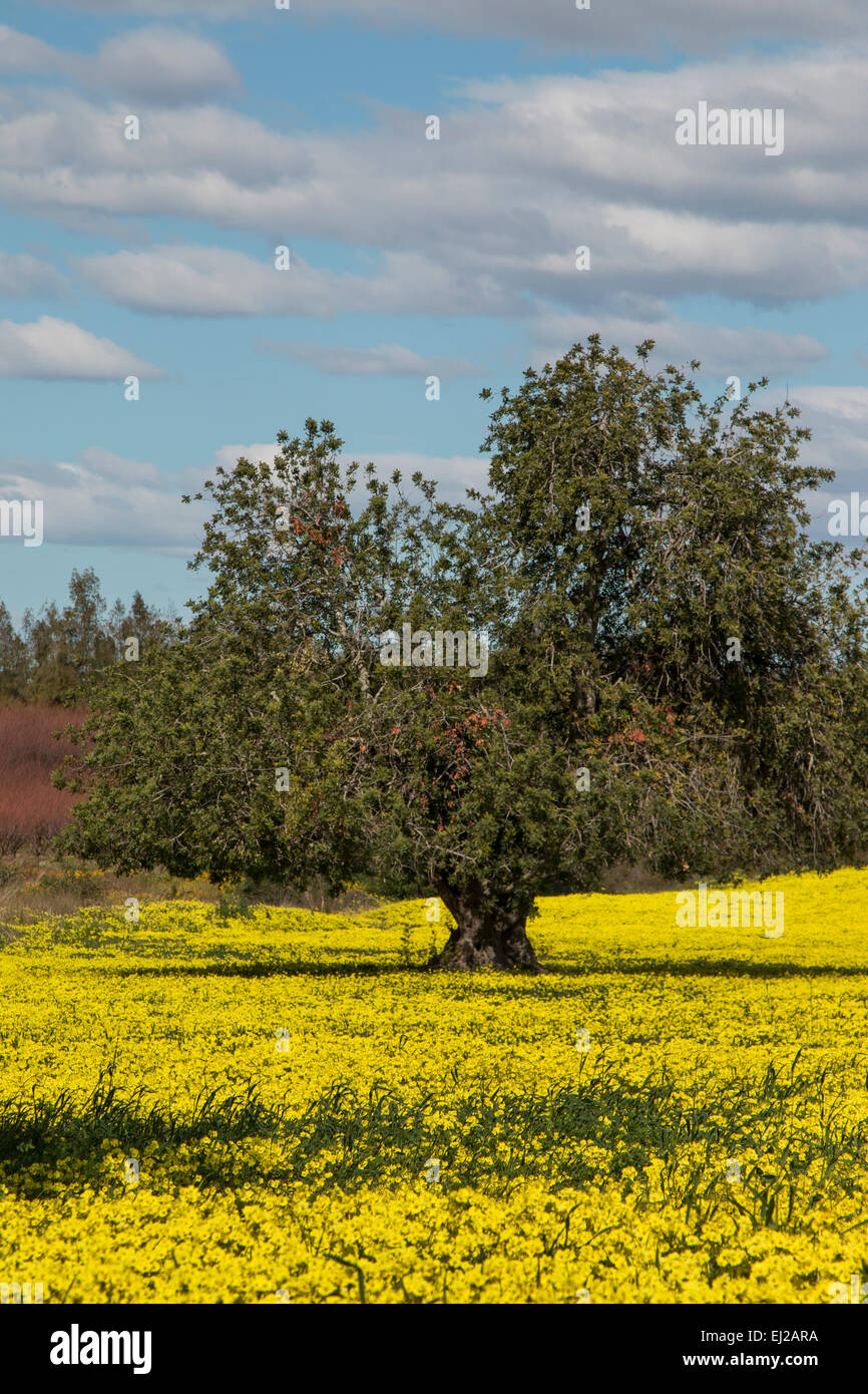 Carob tree portugal hi-res stock photography and images - Alamy