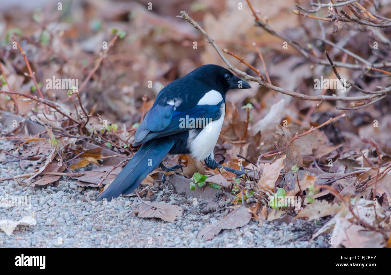 Common magpie in park hi-res stock photography and images - Alamy
