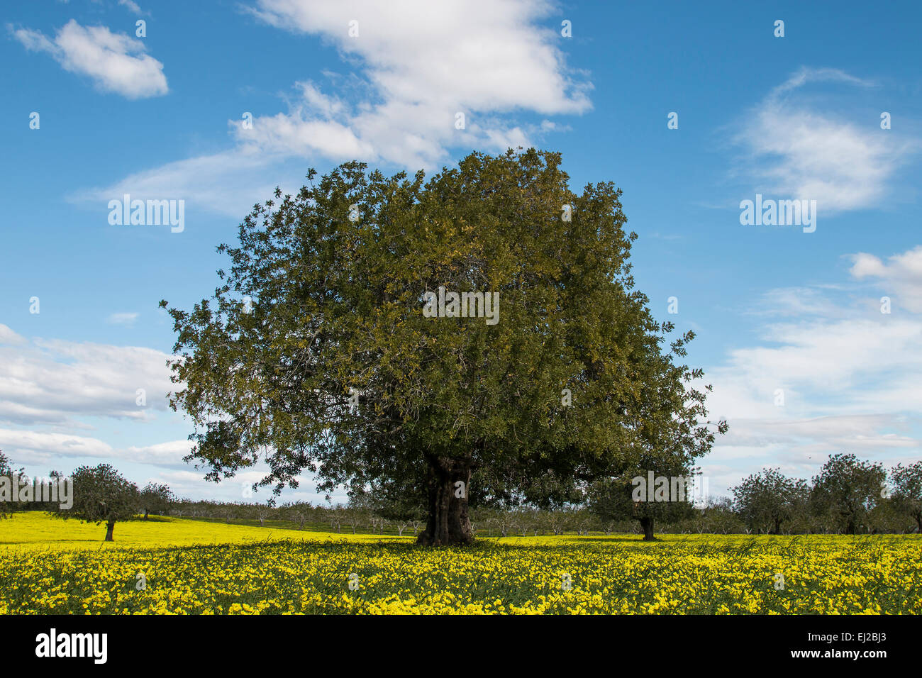 Carob tree portugal hi-res stock photography and images - Alamy