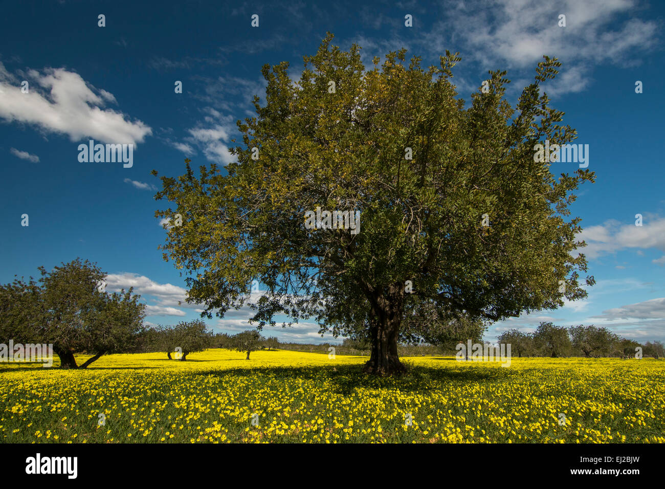 Carob tree portugal hi-res stock photography and images - Alamy