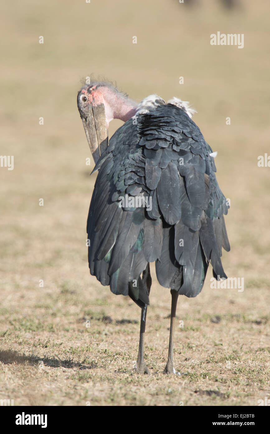 Leptoptilos crumeniferus,Marabu,Marabou stork Stock Photo - Alamy