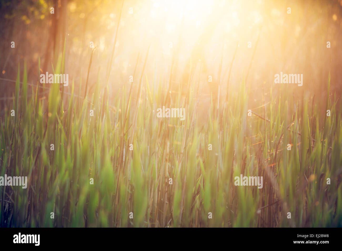 Grass in morning sunlight - abstract background Stock Photo - Alamy