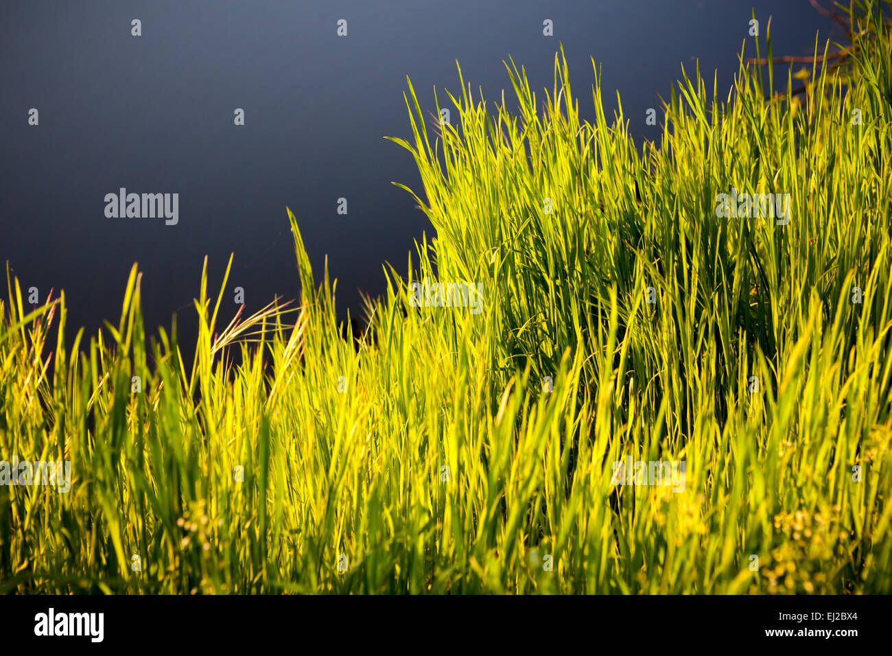 Grass in morning sunlight - background Stock Photo - Alamy