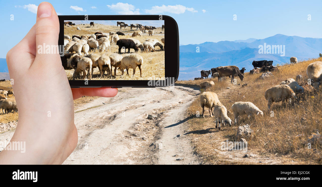 Telephone sheep hi-res stock photography and images - Alamy