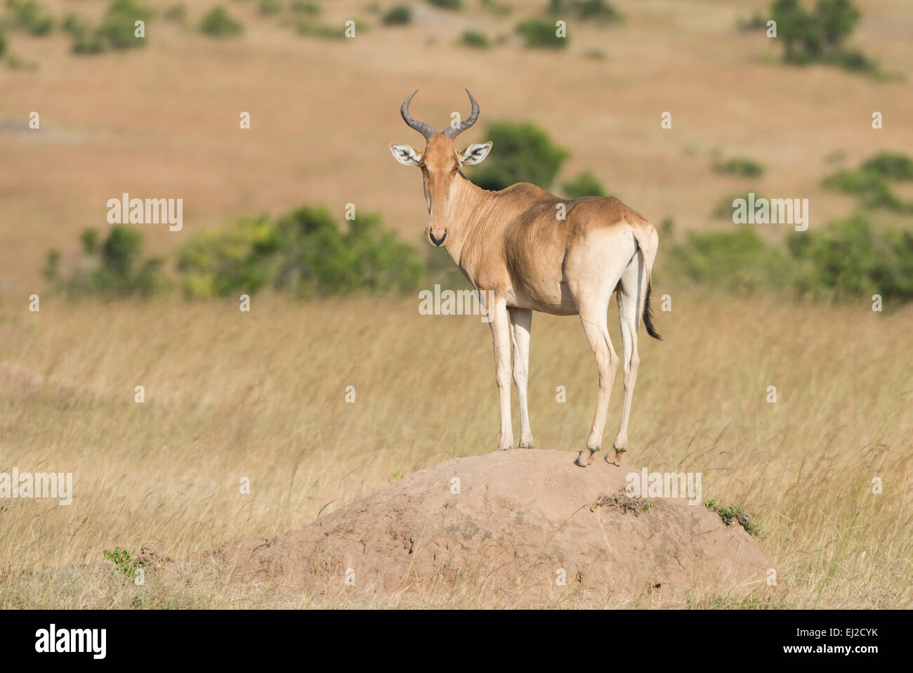 Kongoni hi-res stock photography and images - Alamy