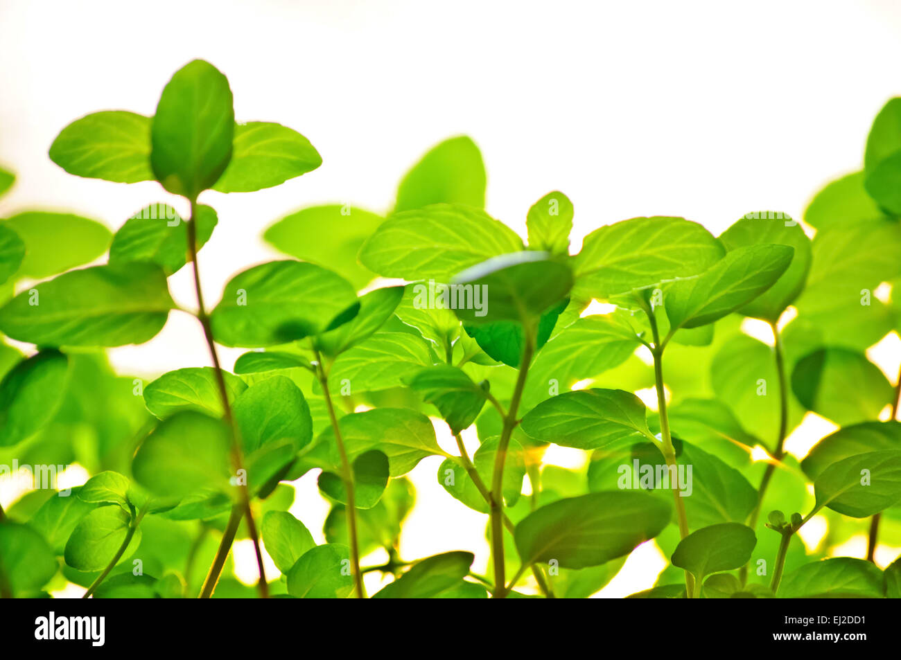 This is photograph of a colorful green leaves Stock Photo - Alamy