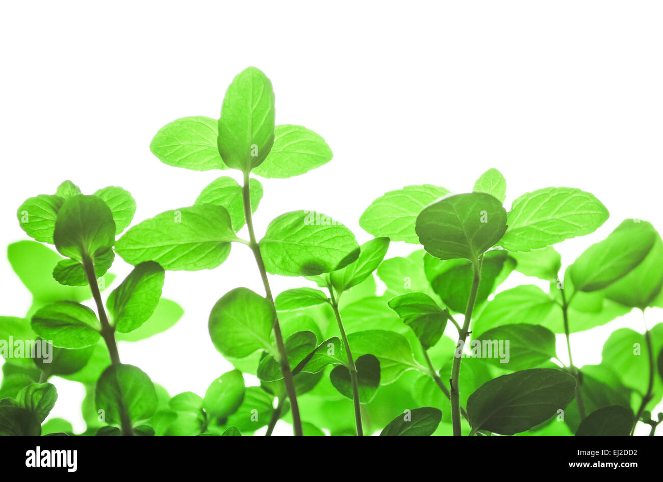 This is photograph of a colorful green leaves Stock Photo - Alamy