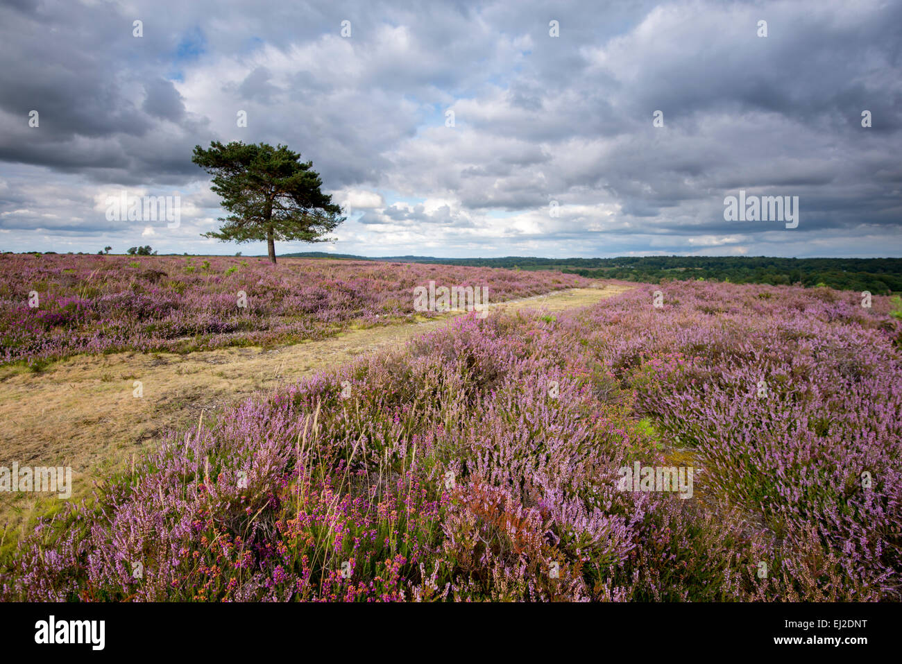 A view of Ibsley Common in the New Forest Stock Photo - Alamy