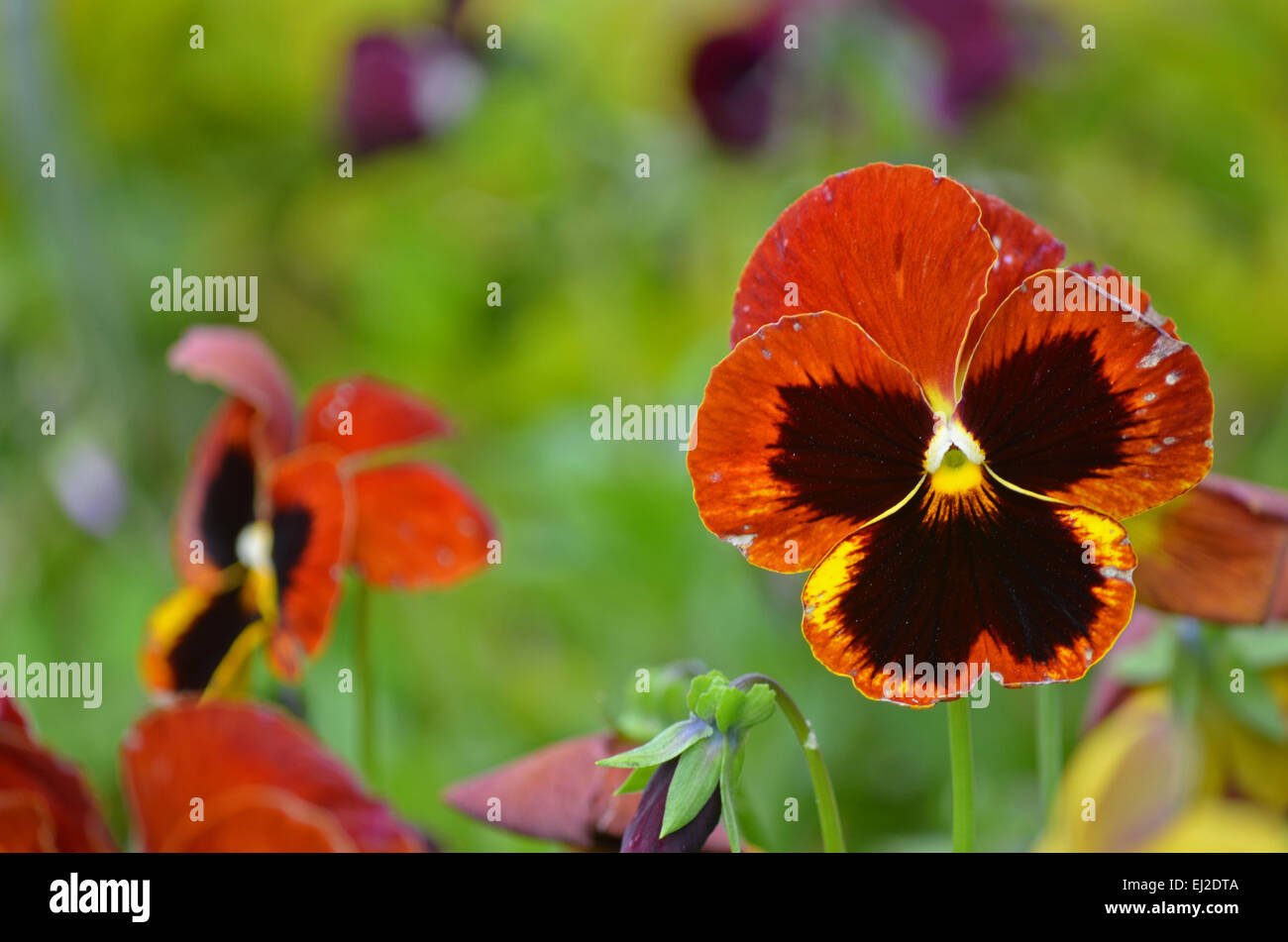 Red Pansy flower at Botanical garden in Ooty,Tamilnadu,India Stock ...
