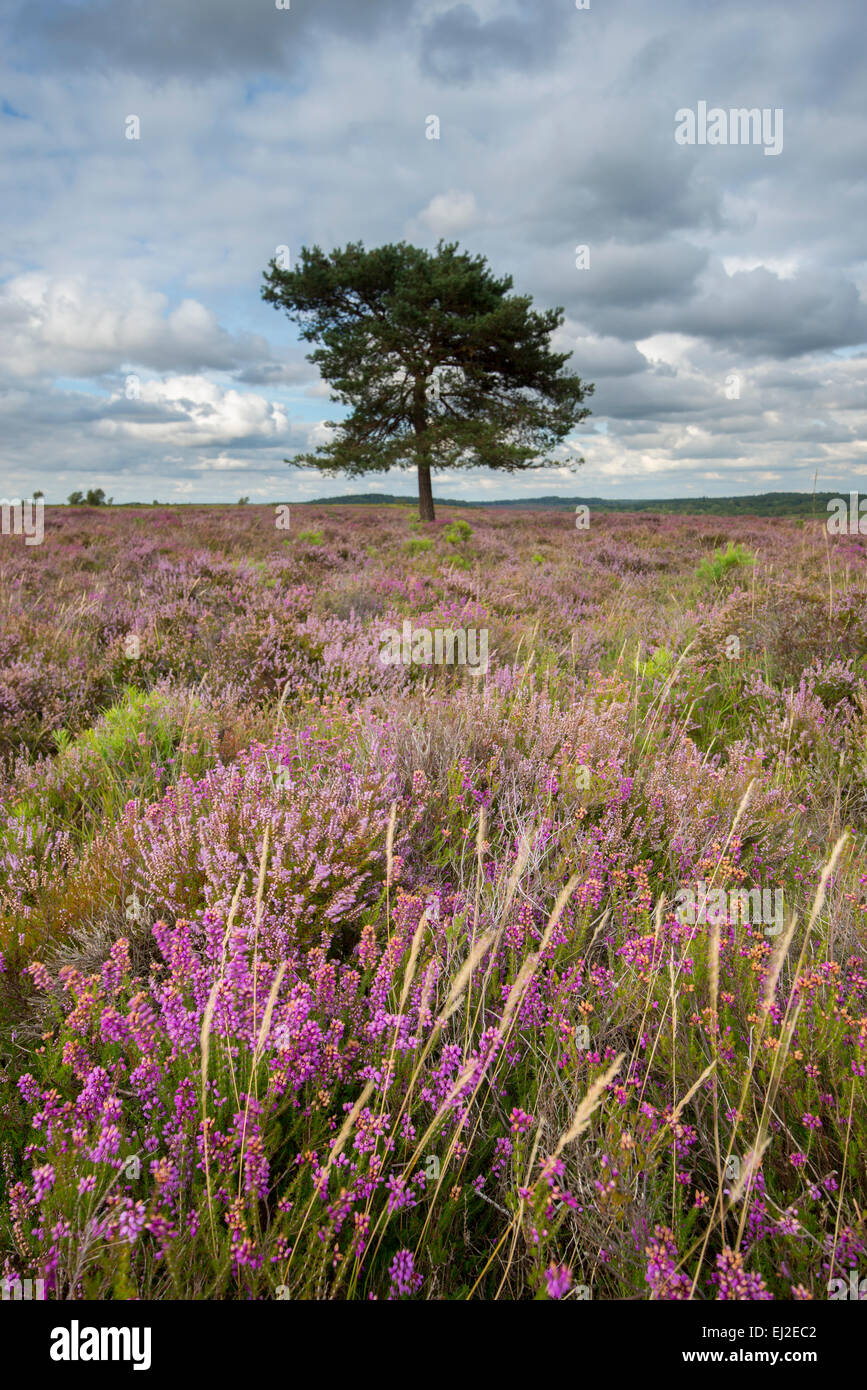 A view of Ibsley Common in the New Forest Stock Photo - Alamy