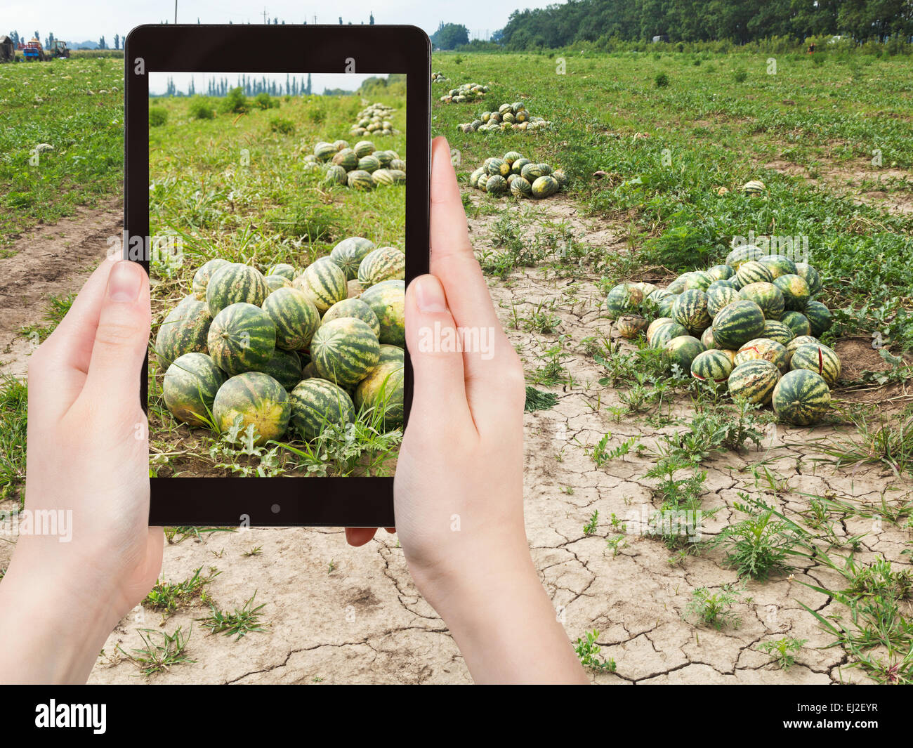 travel concept - tourist takes picture of harvesting of ripe ...