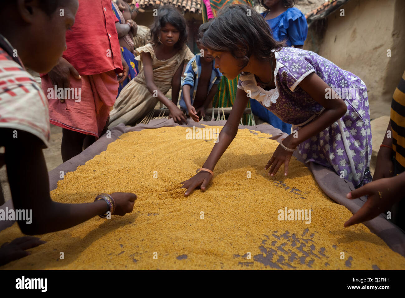Rural children help parents on drying lentils in rural Bihar, India ...