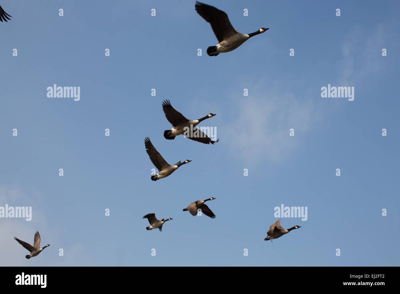 Geese nest hi-res stock photography and images - Alamy