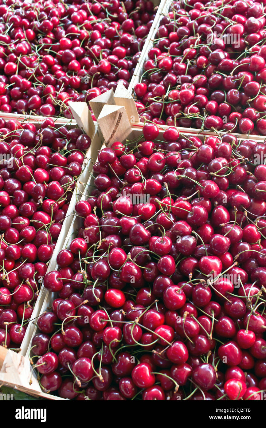 Harvest ripe red cherries hi-res stock photography and images - Alamy